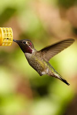 Hummingbird Habitat