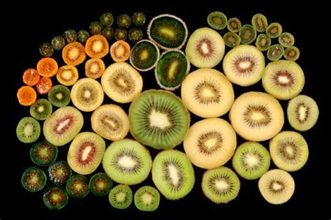 Kiwifruit Varieties — Science Learning Hub