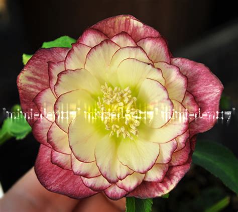 Yahoo オークション 005 Dd 2段咲き ぼかし系シルバーバック 《 セ