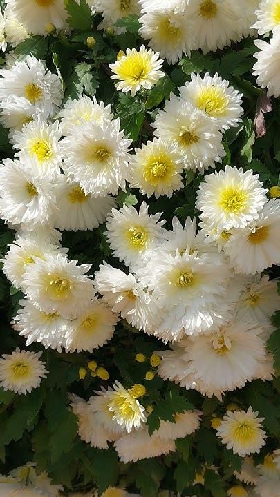 제주항공 희생자들의 명복을 빕니다 🙏 Youtube