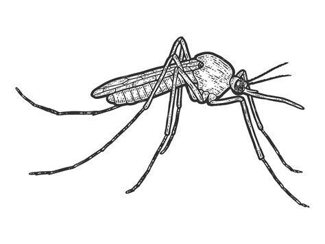 Premium Vector Mosquito Insect Isolated Sketch Scratch Board Imitation