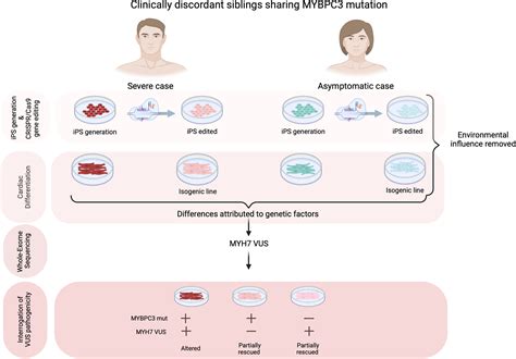 Ipsc Based Modeling Of Variable Clinical Presentation In Hypertrophic Cardiomyopathy