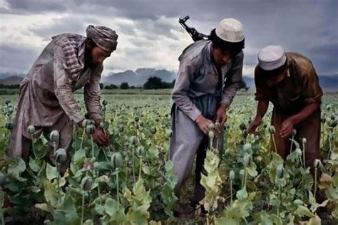 اینفوگرافی نگاهی به آخرین وضعیت کشت و قاچاق مواد مخدر در افغانستان