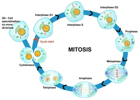 2 35 Mitosis And Cytokinesis Biology Libretexts
