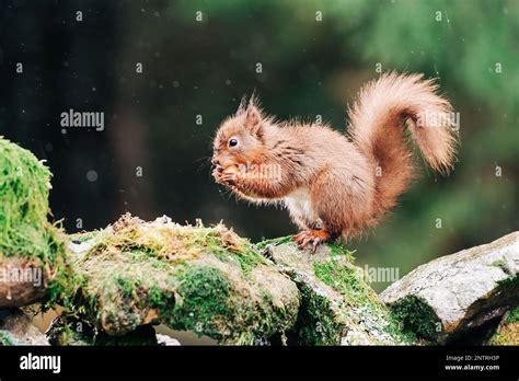 Red Squirrel Searching For Nuts In The Countryside And Rain Trees And