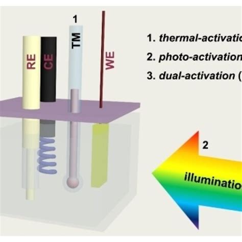 Schematic Diagram Of The Cell Setup With Working Electrode We