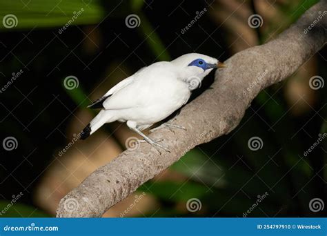 Selective Focus Shot Of A Bali Myna On A Branch In Edward Youde Aviary