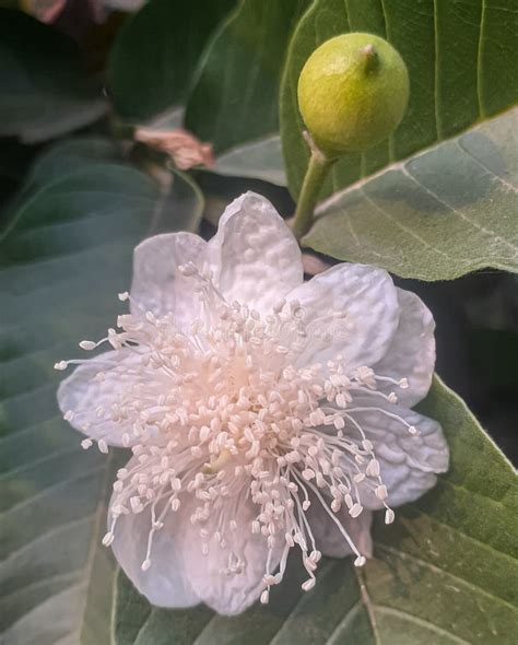 Guava Tree Has Flowers