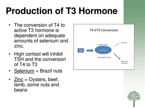 Iodine Salt And The Thyroid Gland Ppt Download