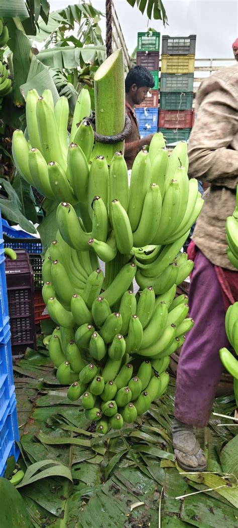 Obula Reddy Manchala On Linkedin Today Harvesting For Zomatohyperpure