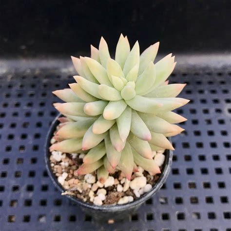 Sedum Morganium Variegated 2 Succulent Plant True Succulents Plant Co