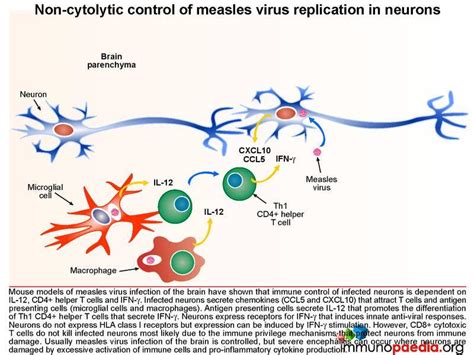 Measles Virus Replication