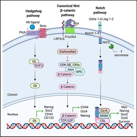 Key Signaling Pathways Regulating Csc State In Pancreatic Cancer