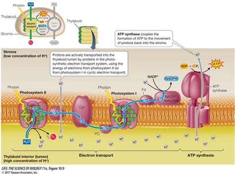 Atp Synthase Chloroplast Frontiers F1fo Atp Synthase Molecular Motor