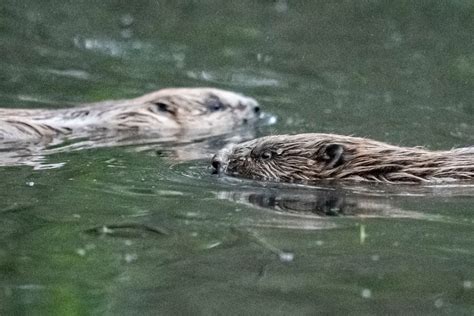 How Beavers Are Building A Comeback Across England The Independent