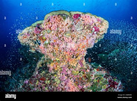 Beautiful Colorful Soft And Hard Corals On A Tropical Coral Reef Koh Bon Similan Islands