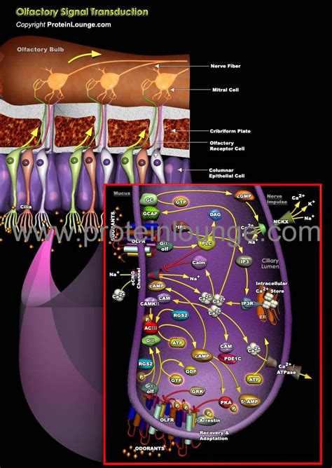 Biological Databases And Tools Olfactory Signal Transduction