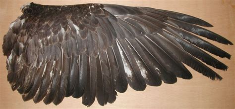 Eagle Feathers