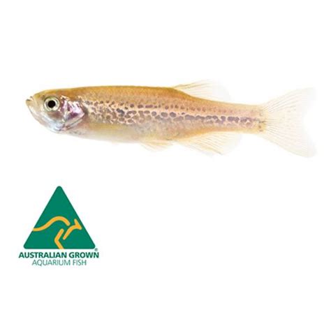 35cm Danio Nicks Pet Needs