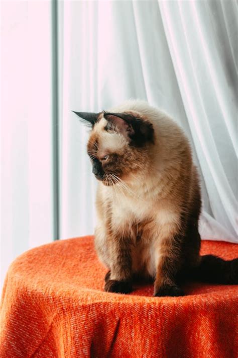 테이블에 앉아있는 고양이 · 무료 스톡 사진