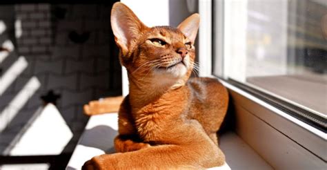 10 Cats That Love The Sun And 5 That Stay In The Shade