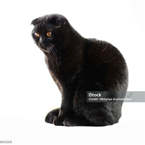 클로즈업 어두운에서 노란 눈을 가진 심각한 검은 고양이 황금 눈을 가진 얼굴 검은 스코틀랜드 폴드 고양이입니다 고양이의 초상화 검은색에 대한 스톡 사진 및 기타 이미지