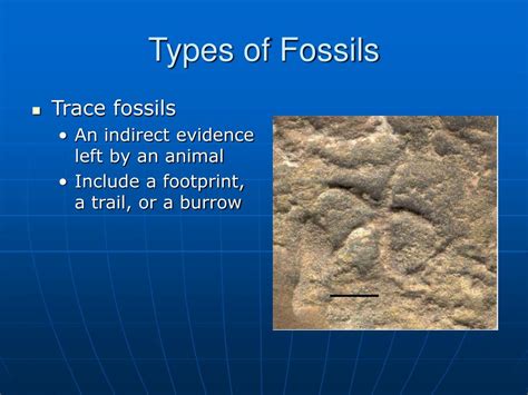 Ppt The History Of Life Powerpoint Presentation Free Download Id