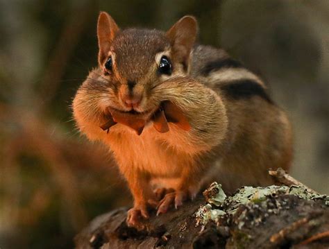 Chipmunk