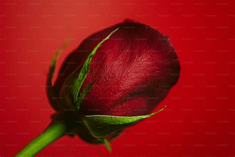 흰색 배경에 빨간 장미 한 송이 사진 Unsplash의 꽃 이미지