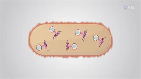 Video Viral Replication Lytic Cycle