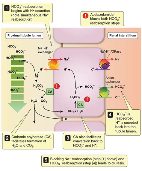Kaplan Usmle Step 1 Prep Which Diuretics Will Produce Results