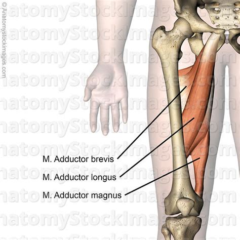 Anatomy Stock Images Hip Muscles Aductors Musculus Adductor Brevis