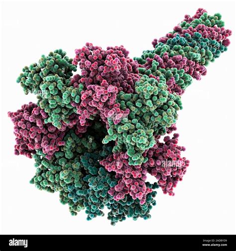 Anthrax Protective Antigen Pore Computer Model Showing The Structure