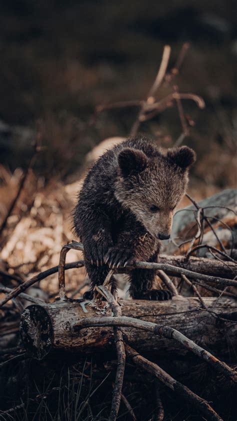 медвежонок медведь коричневый зверь дикая природа обои Berenjong Dierenfotografie Dieren