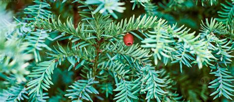 Tasso Europeo Albero Taxus Baccata Tasso Sempreverde Primo Piano