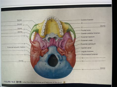 Honors Anatomy Skeletal System 143 Quiz Diagram Quizlet