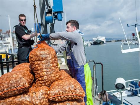 Whelks Are Healthy Versatile And Sustainable So Why Did We Stop