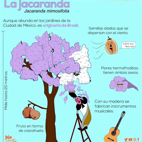 Cuáles Son Las Propiedades Curativas De La Jacaranda Según Expertos De La Unam Infobae