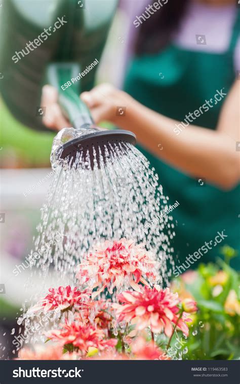 화원에 물을 주는 여자 스톡 사진 119463583 Shutterstock