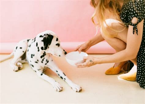 Megaesófago En Perros Qué Es Síntomas Y Tratamiento