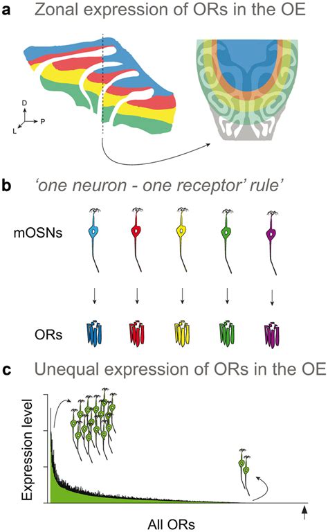 Expression Patterns Of Odorant Receptors Ors In The Olfactory Download Scientific Diagram