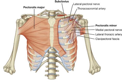 What Are The Muscles That Form The Wall And The Floor Of The Thoracic