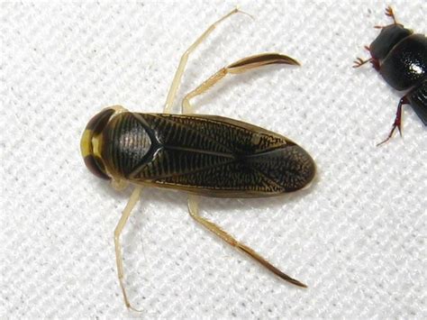Corixidae To Genus Sigara Bugguide Net