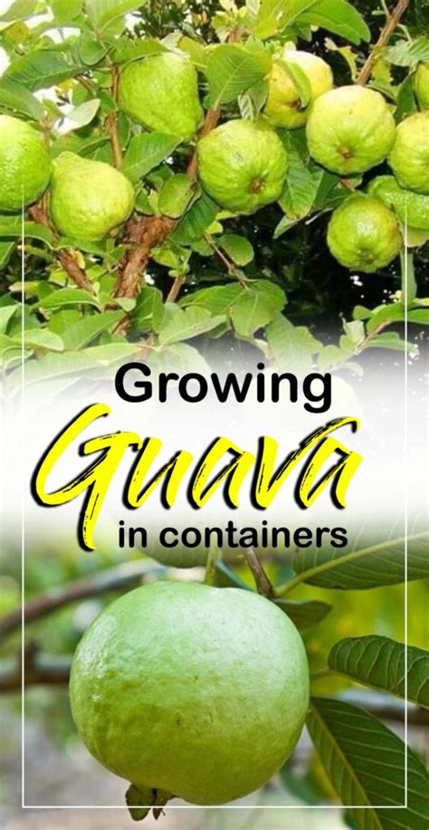 How To Grow Guava Tree In A Container Growing Guava Plant NatureBring