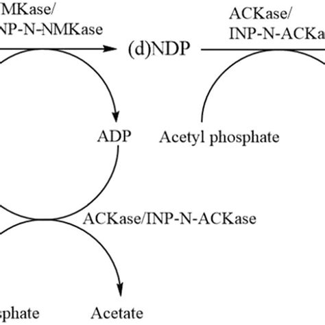 Biosynthesis Of 5′ Ntp Or Dntp From 5′ Nmp Or Dnmp Nmkase Nucleotide Download Scientific