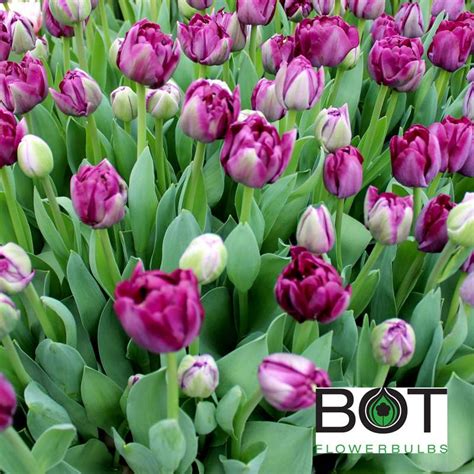 Saigon Double – Bot Flowerbulbs