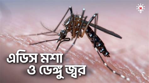 এডিস মশা ও ডেঙ্গু জ্বর কতটা ভয়াবহ Youtube