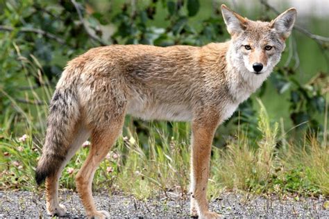 Coyotes Extension West Virginia University