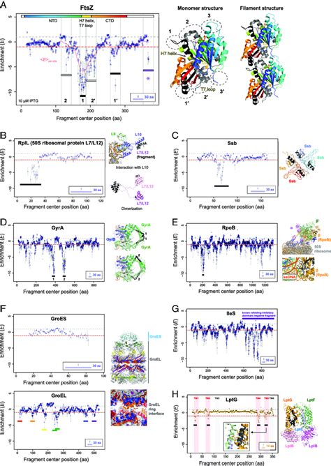 inhibitory fragments map interaction interfaces of essential bacterial