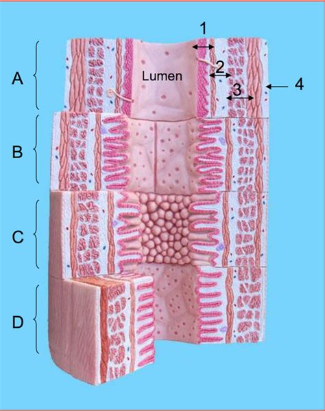 Microanatomy Of The Digestive Tract Diagram Quizlet